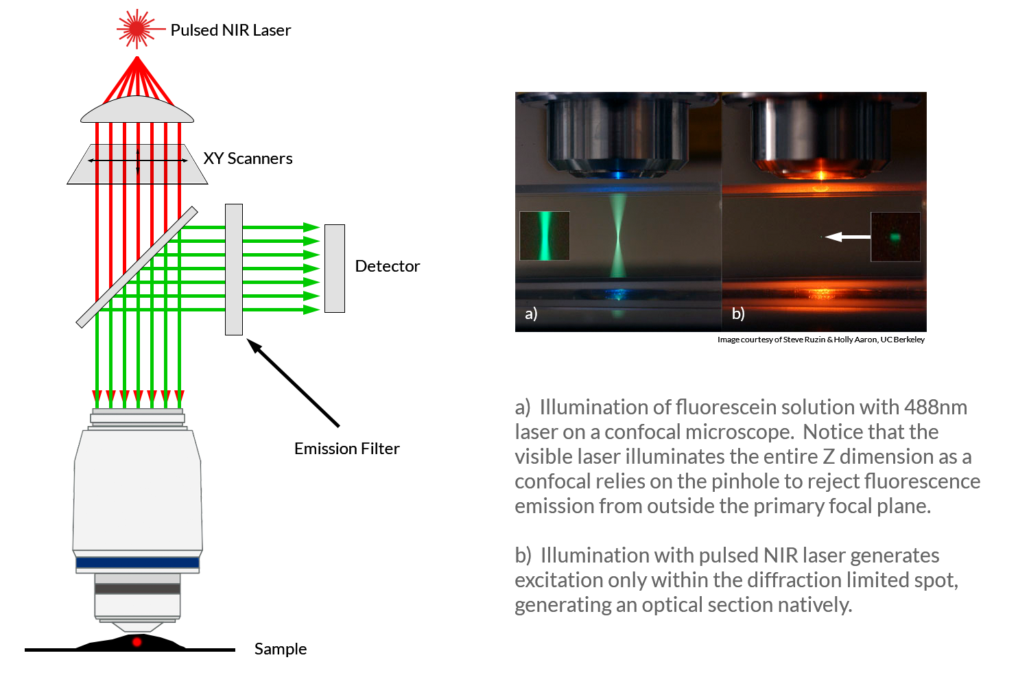 Multi-Photon Microscopy – OiVM – Optical Imaging & Vital Microscopy ...